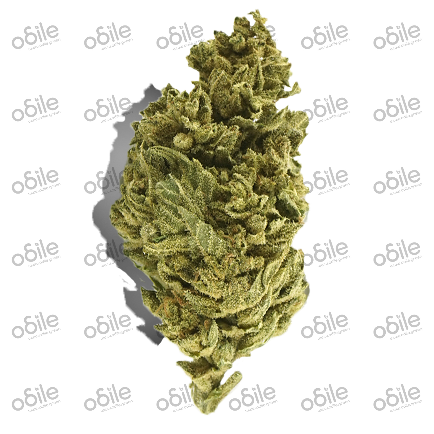 CBD Flower, Blue Buddha Cheese, Tasty CBD Flowers Made with Love ...