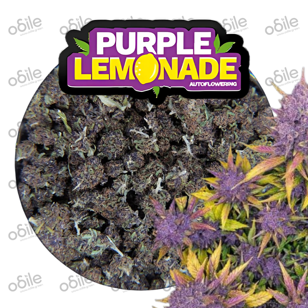 Buy Purple Lemonade Mini Buds | Premium CBD Flower 22% CBD - Odile.green