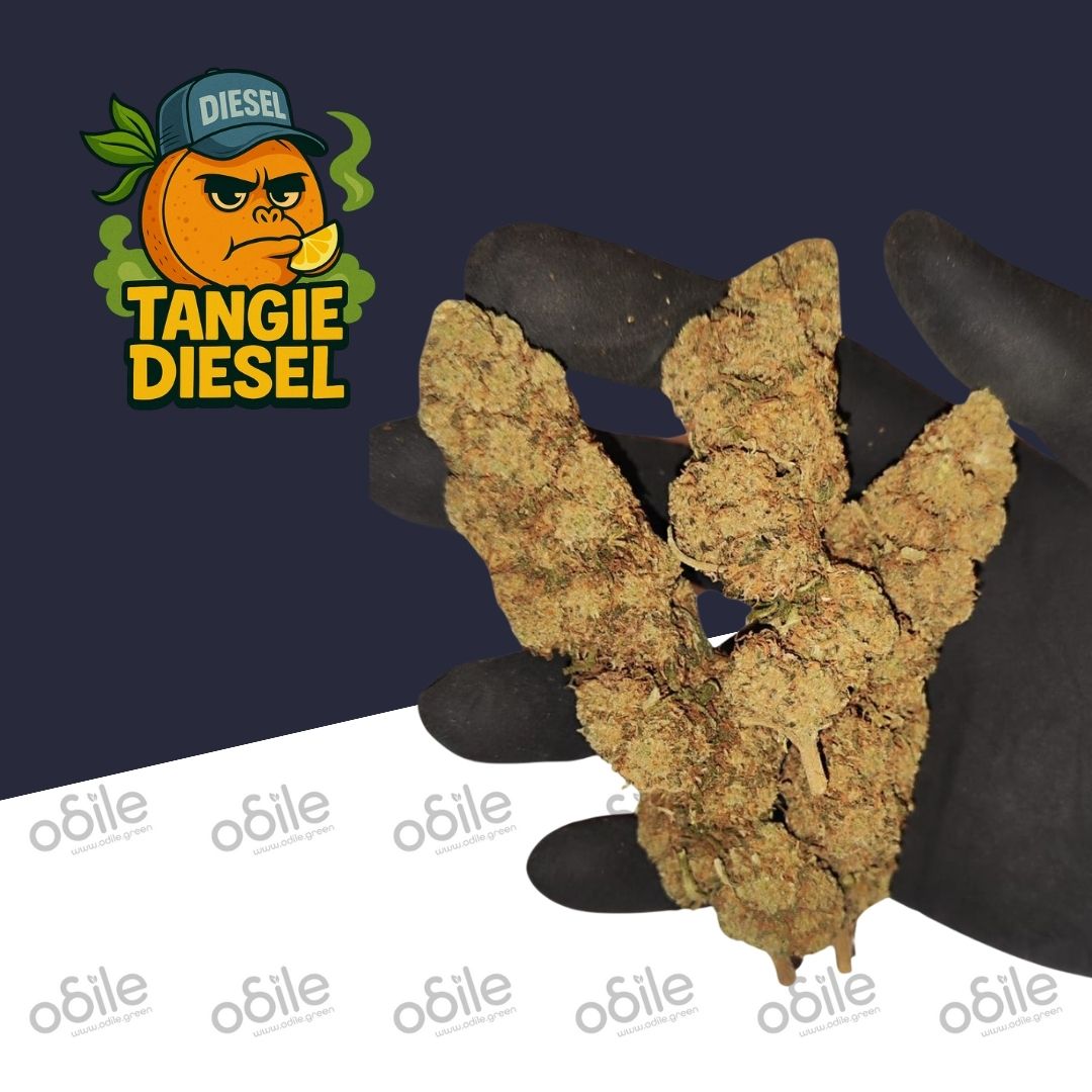 Shop Tangie Diesel Premium CBD Flowers - Balanced Effects, - Odile.green